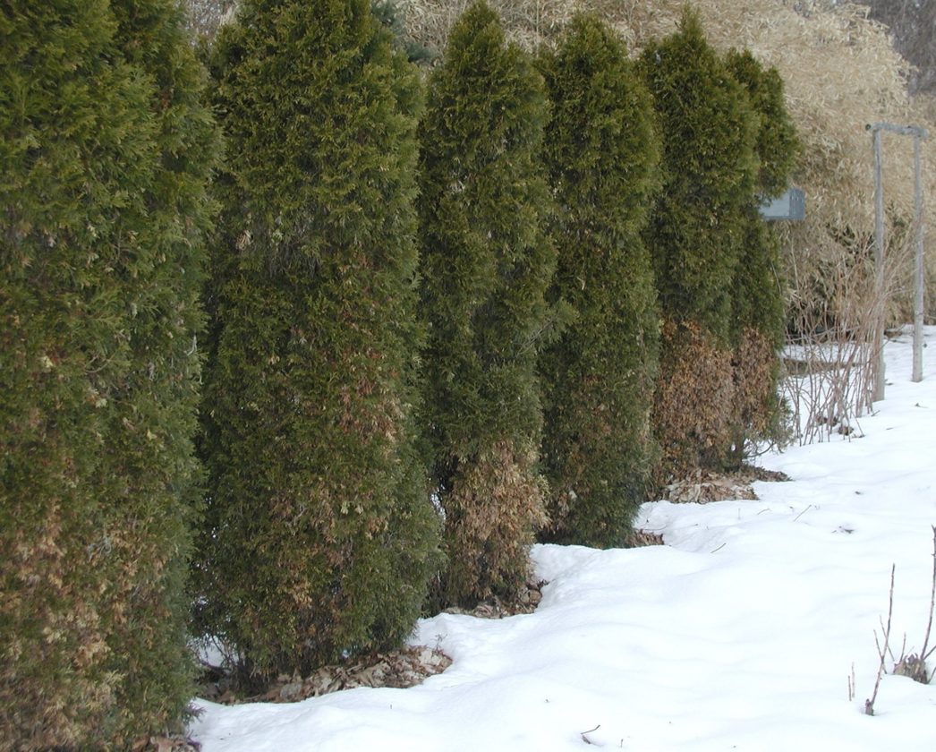 How to keep evergreens green in winter | News, Sports, Jobs - Minot ...